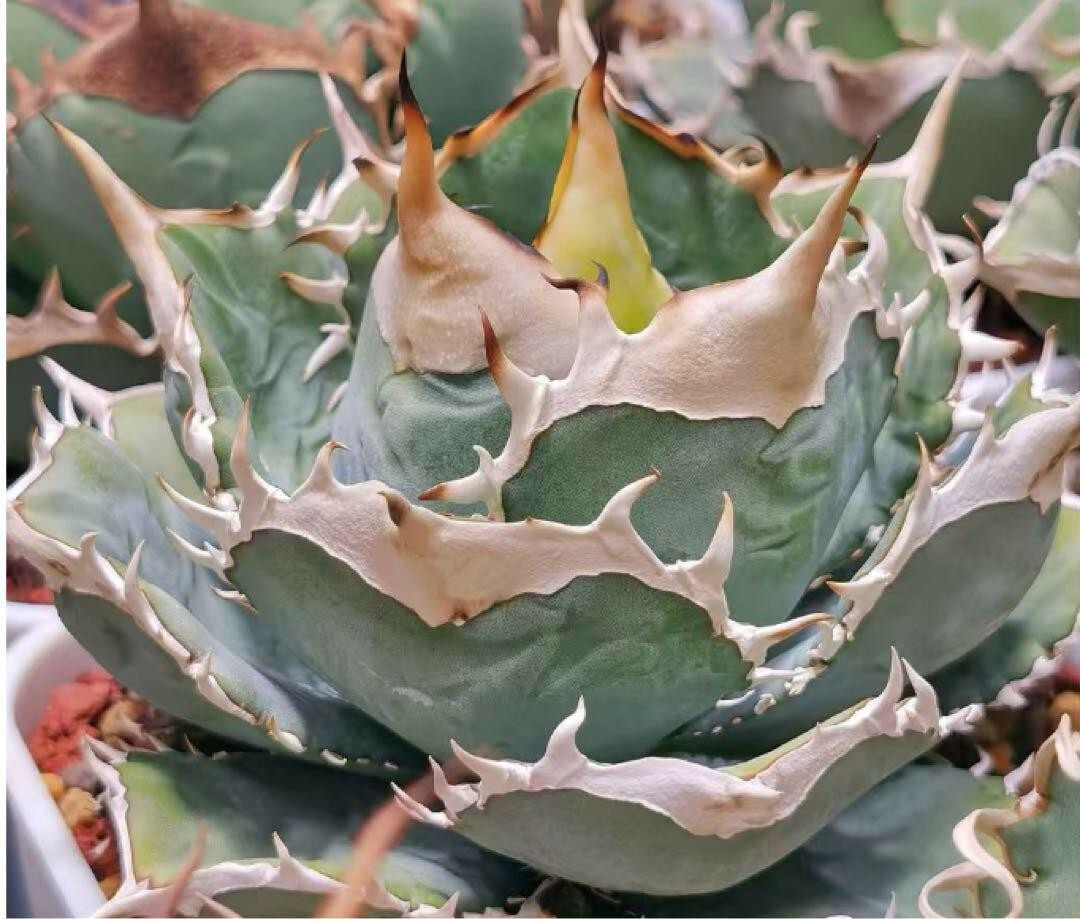 Yahoo!オークション - k197 アガベ チタノタ 白妖 台湾 超レア種優良血...