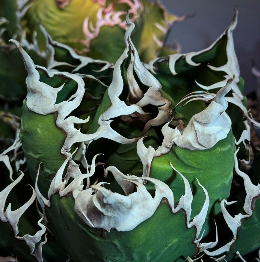 Yahoo!オークション - n112 多肉植物 アガベ チタノタ 悪魔くん BAKEMO...