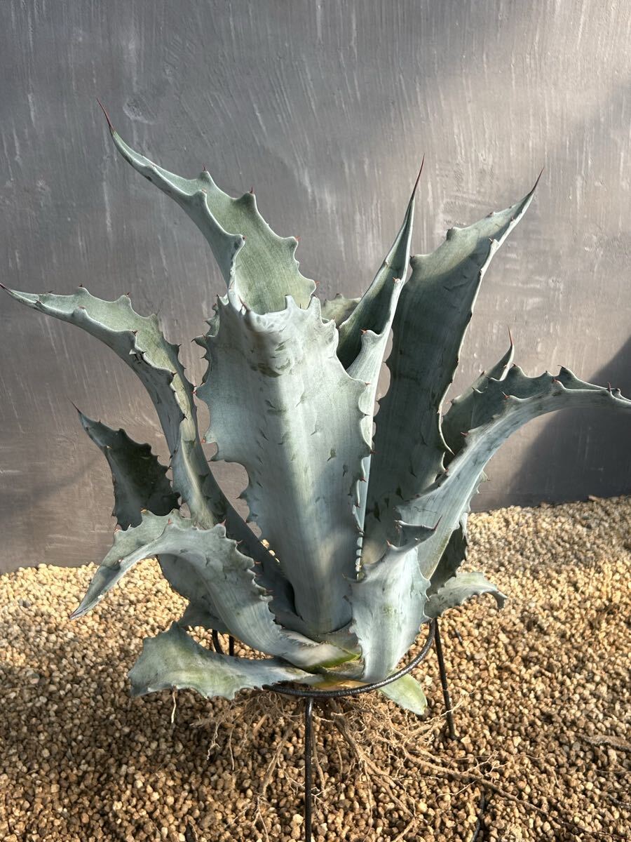 Yahoo!オークション - 2 Agave americana var. protoamericana 'Funky ...