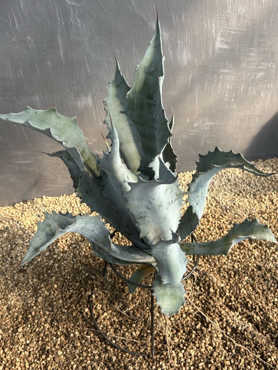 Yahoo!オークション - 2 Agave americana var. protoamericana 'Funky ...