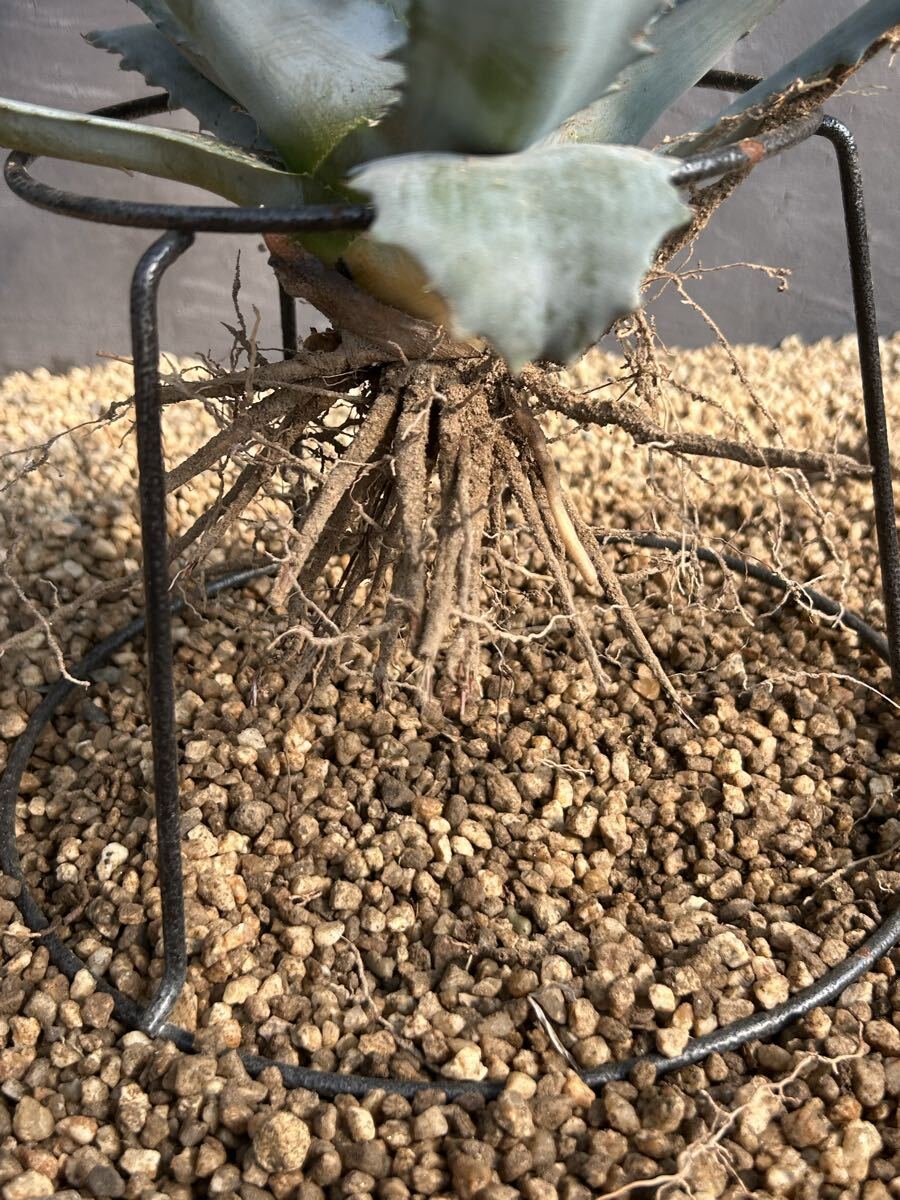 Yahoo!オークション - 2 Agave americana var. protoamericana 'Funky ...