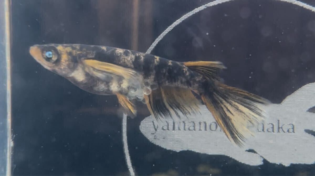 Yahoo!オークション - 【山ノ井メダカ】AW-03R RLF ワイド因子入り 1ペ...