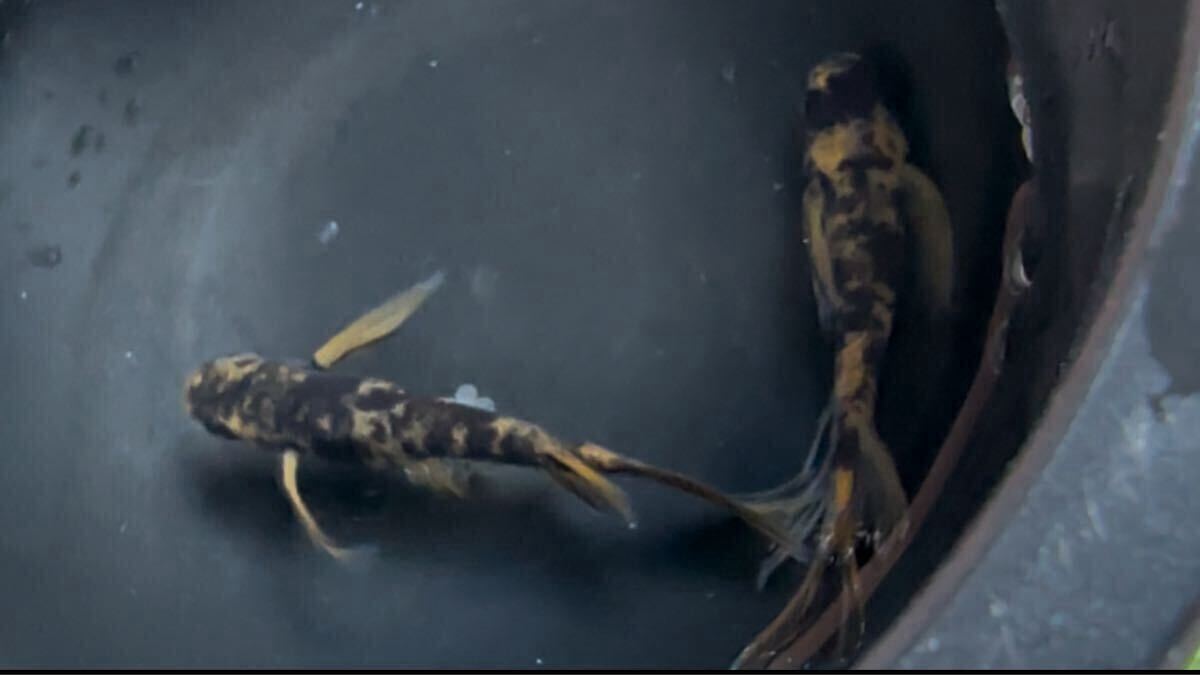 Yahoo!オークション - 【山ノ井メダカ】AW-03R RLF ワイド因子入り 1ペ...