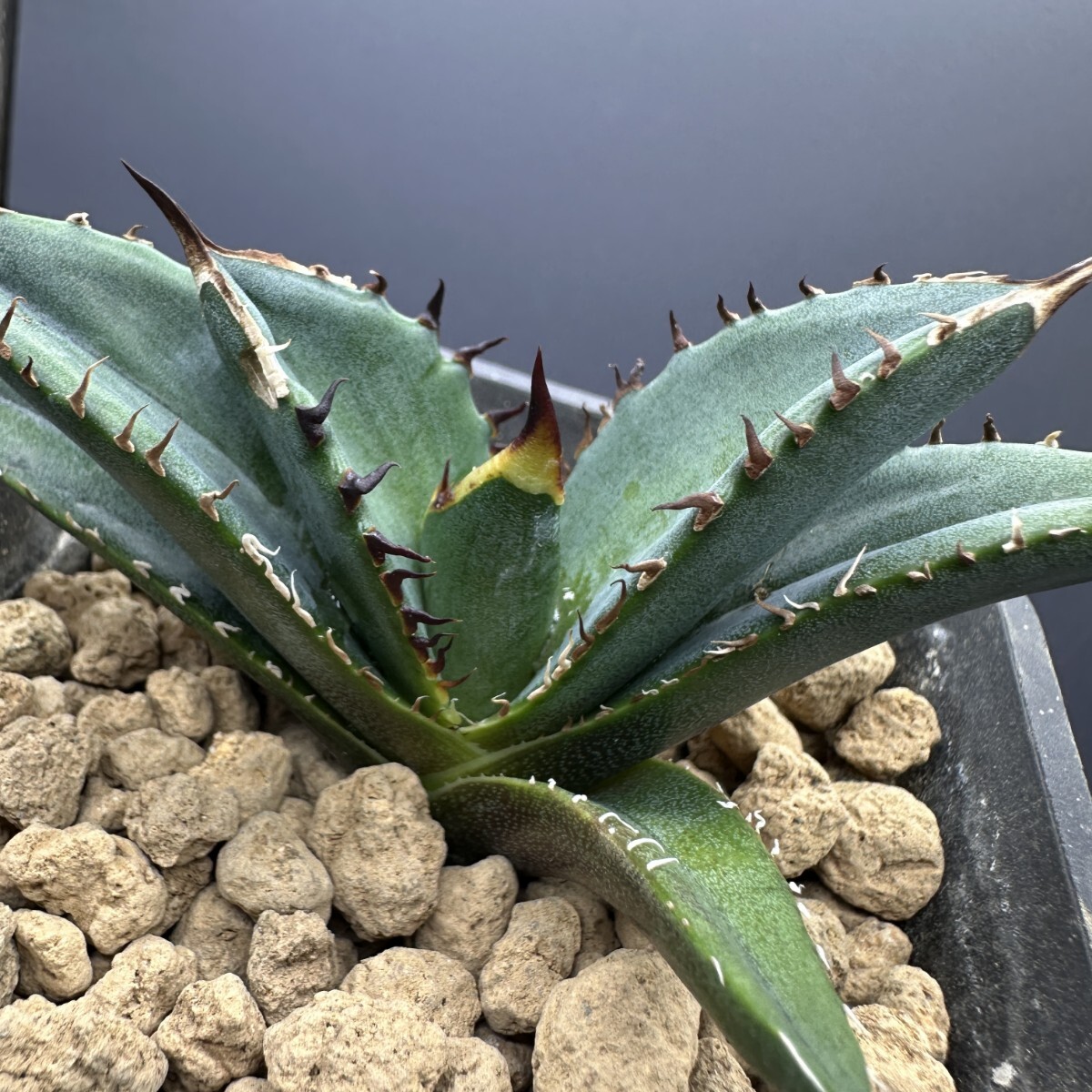 Yahoo!オークション - D64【パンダ園芸】アガベ 緑犀牛 Green Rhino 子...