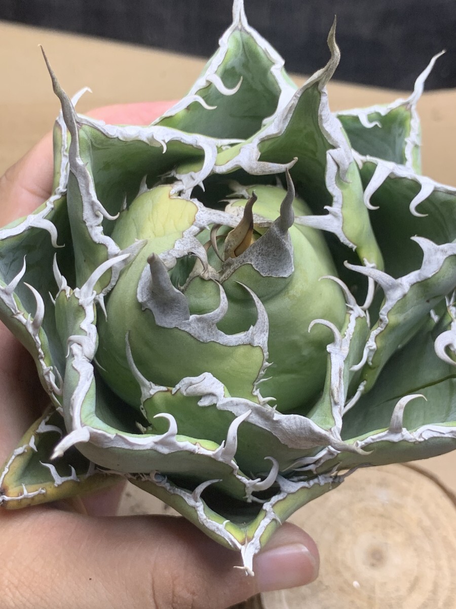 Yahoo!オークション - G159 アガベ チタノタ 悪魔くん BAKEMONO 良型株...