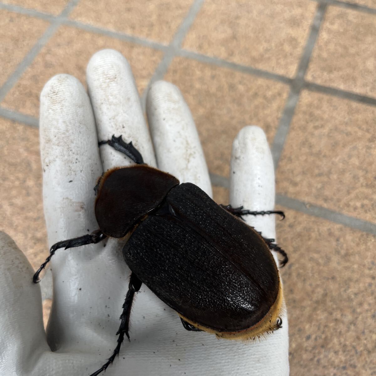 Yahoo!オークション - D.Hヘラクレス ♀80ミリ T117-FFOAKSvol.3×G-FF...