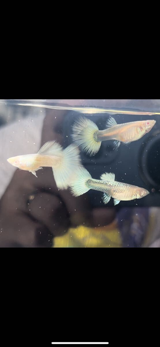 Yahoo!オークション - Vu aqua RREA フルプラチナグッピー 若魚 1トリ...