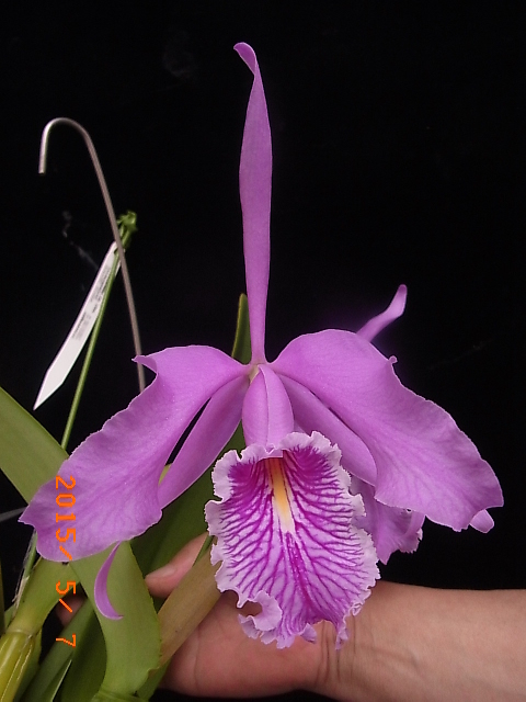 Yahoo!オークション - 洋蘭原種 カトレア C maxima ’3386’