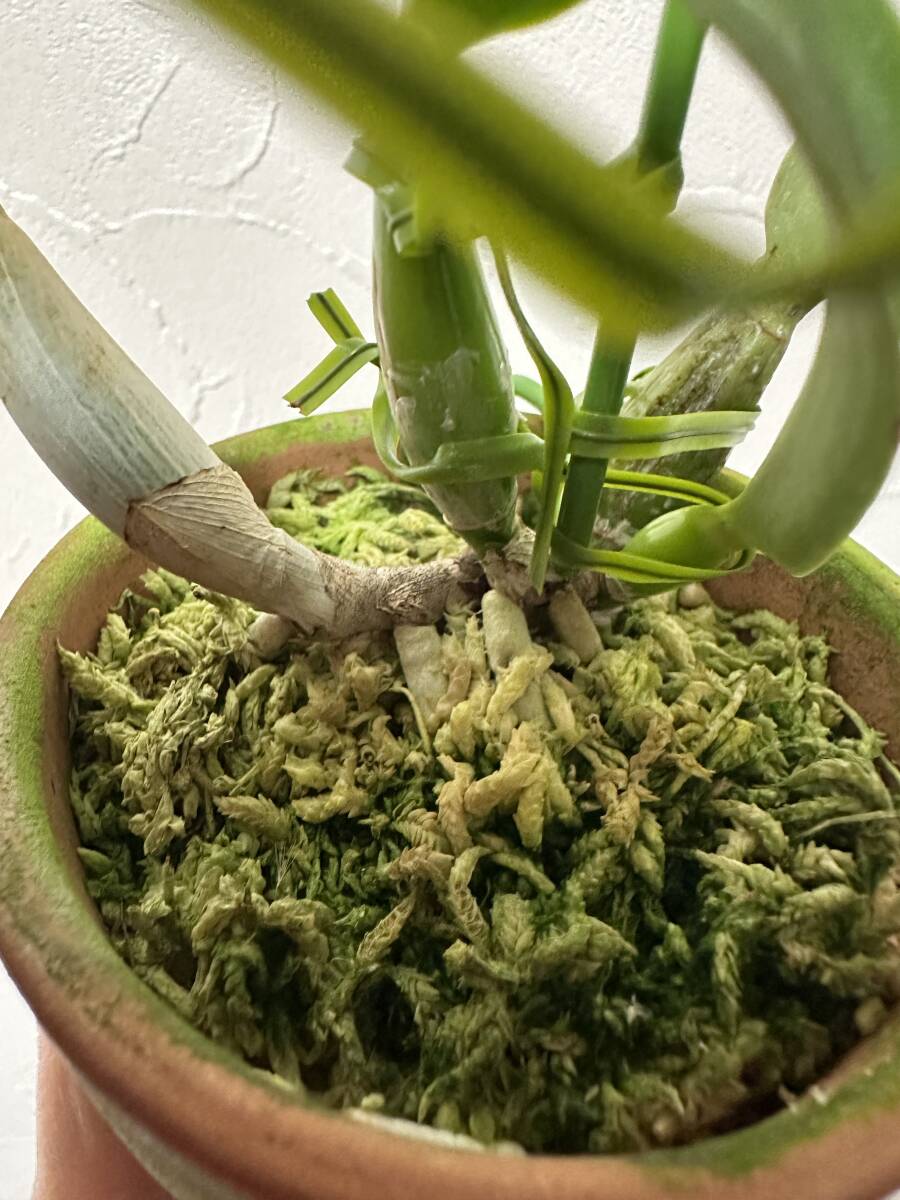 Yahoo!オークション - 洋蘭原種 カトレア C walkeriana Tipo 'Mana Ley...