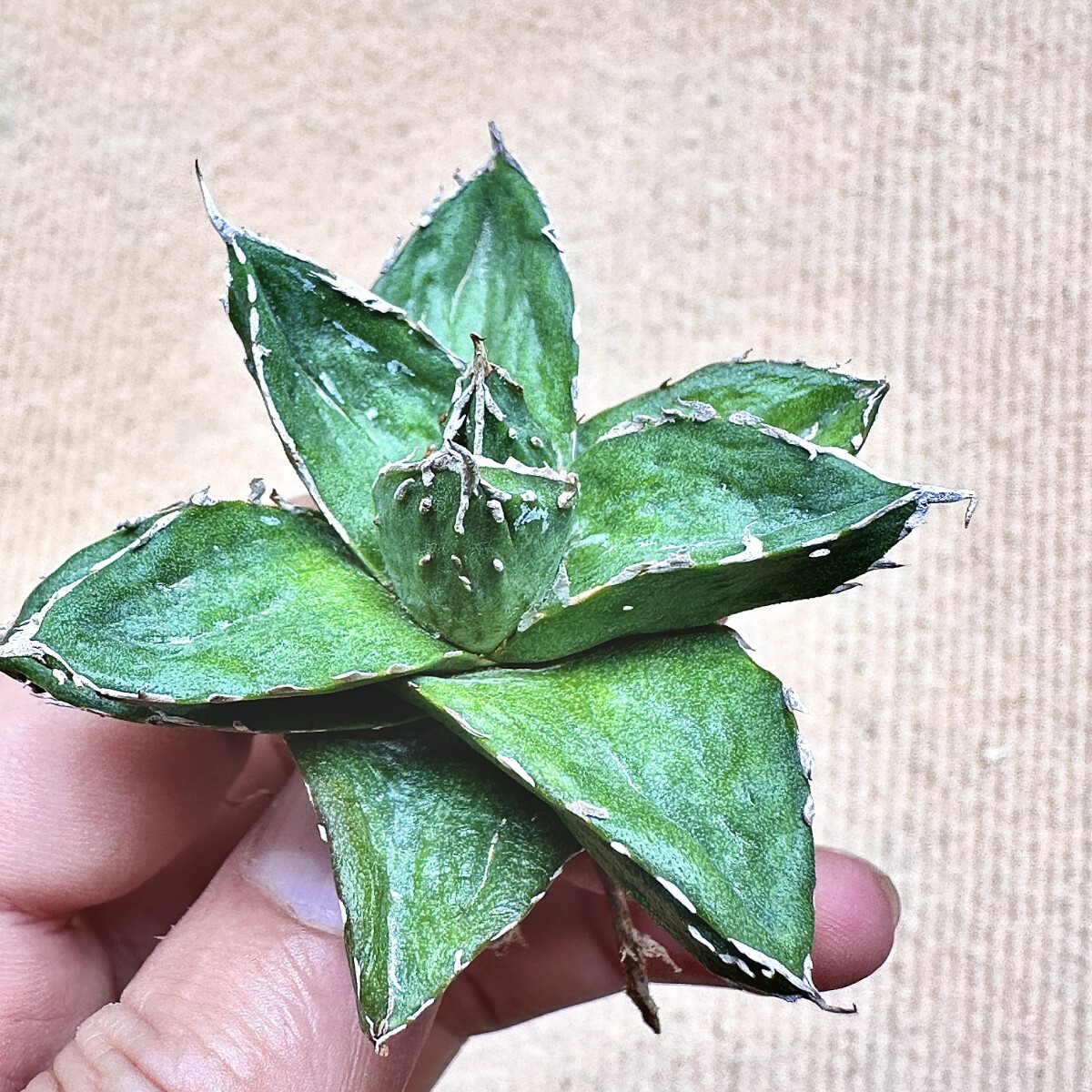 Yahoo!オークション - 【Lj_plants】Q231 新種の先発です 貴重な希少種...