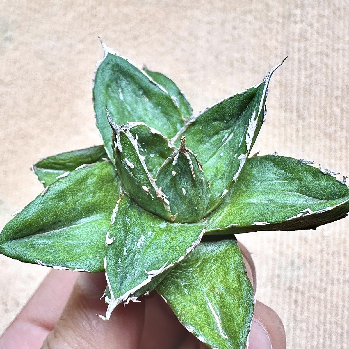 Yahoo!オークション - 【Lj_plants】Q231 新種の先発です 貴重な希少種...