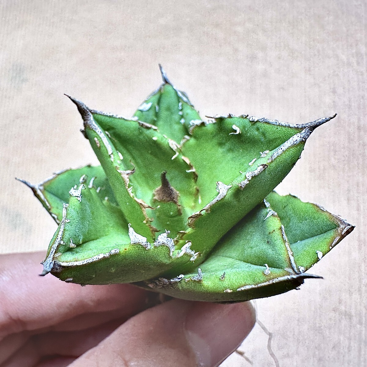 Yahoo!オークション - 【Lj_plants】Q228 多肉植物 アガベ チタノタ Ag...