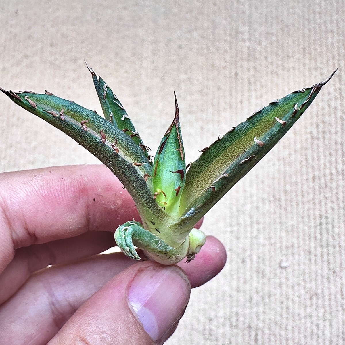 Yahoo!オークション - 【Lj_plants】Q707 特選 アガベ チタノタ 姫厳竜...