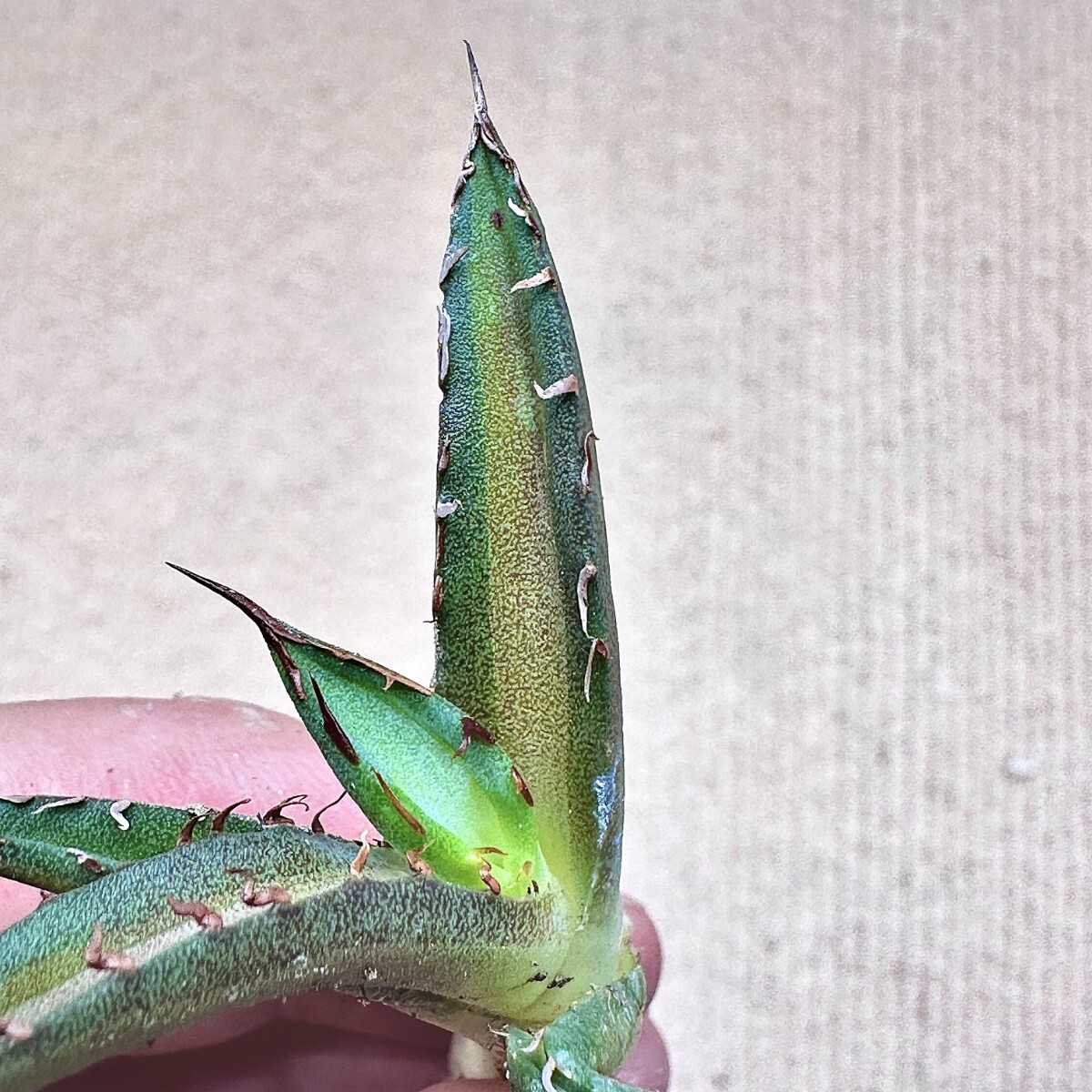 Yahoo!オークション - 【Lj_plants】Q707 特選 アガベ チタノタ 姫厳竜...