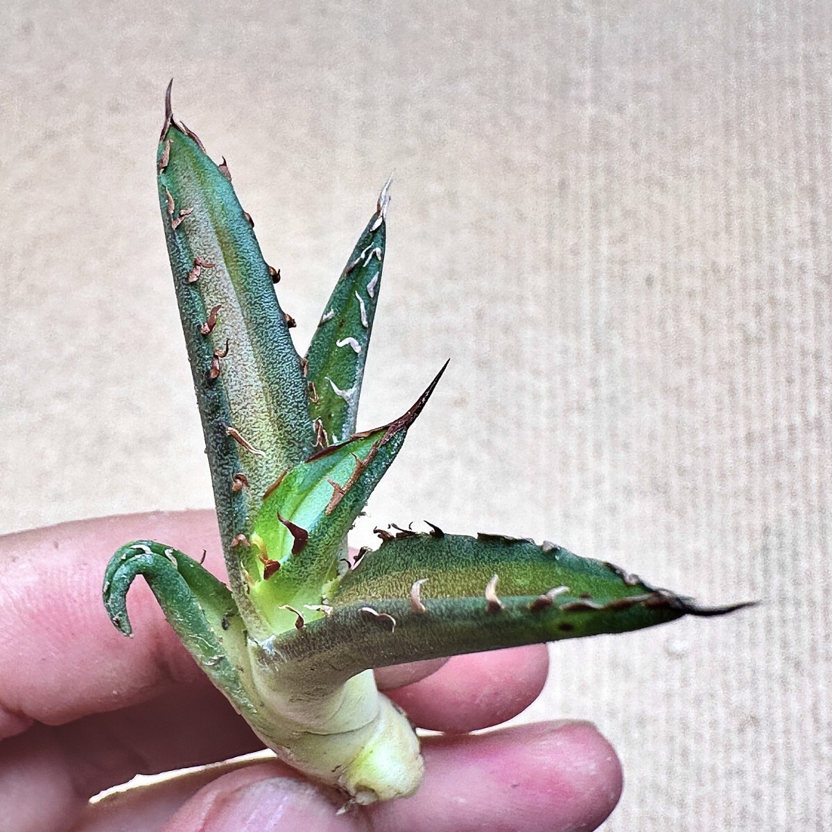 Yahoo!オークション - 【Lj_plants】Q707 特選 アガベ チタノタ 姫厳竜...