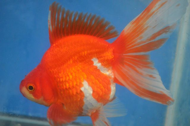 Yahoo!オークション - 琉金（3歳）18．5cm 2番 巻木養魚場