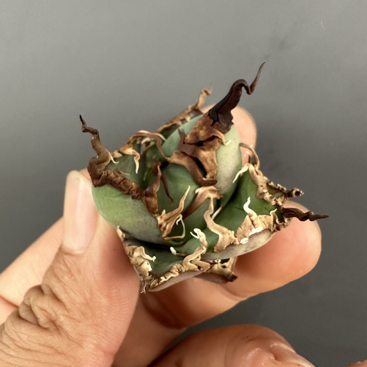 Yahoo!オークション - Z47 【青田園芸】特選 アガベ 多肉植物 チタノタ...