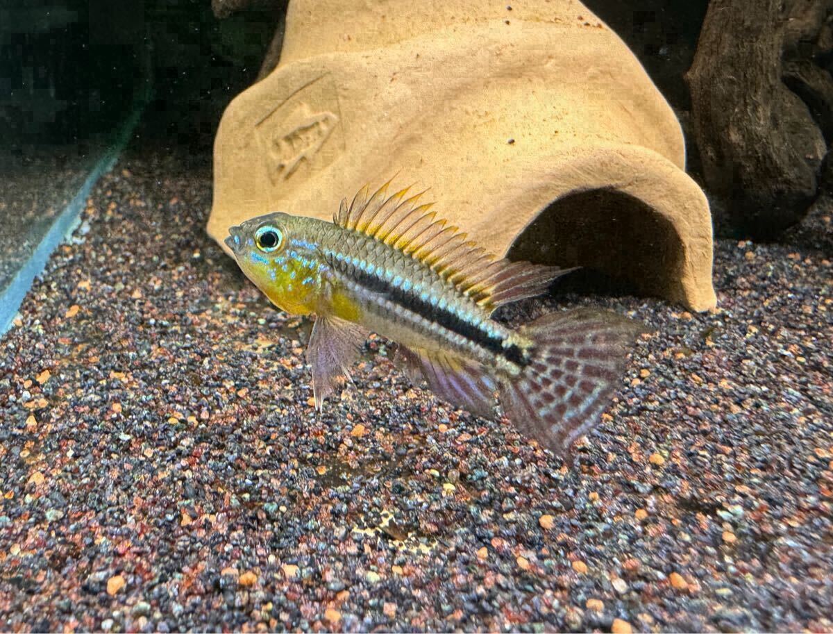 Yahoo!オークション - アピストグラマ ビタエニアータ/マムリ産WF1幼魚...