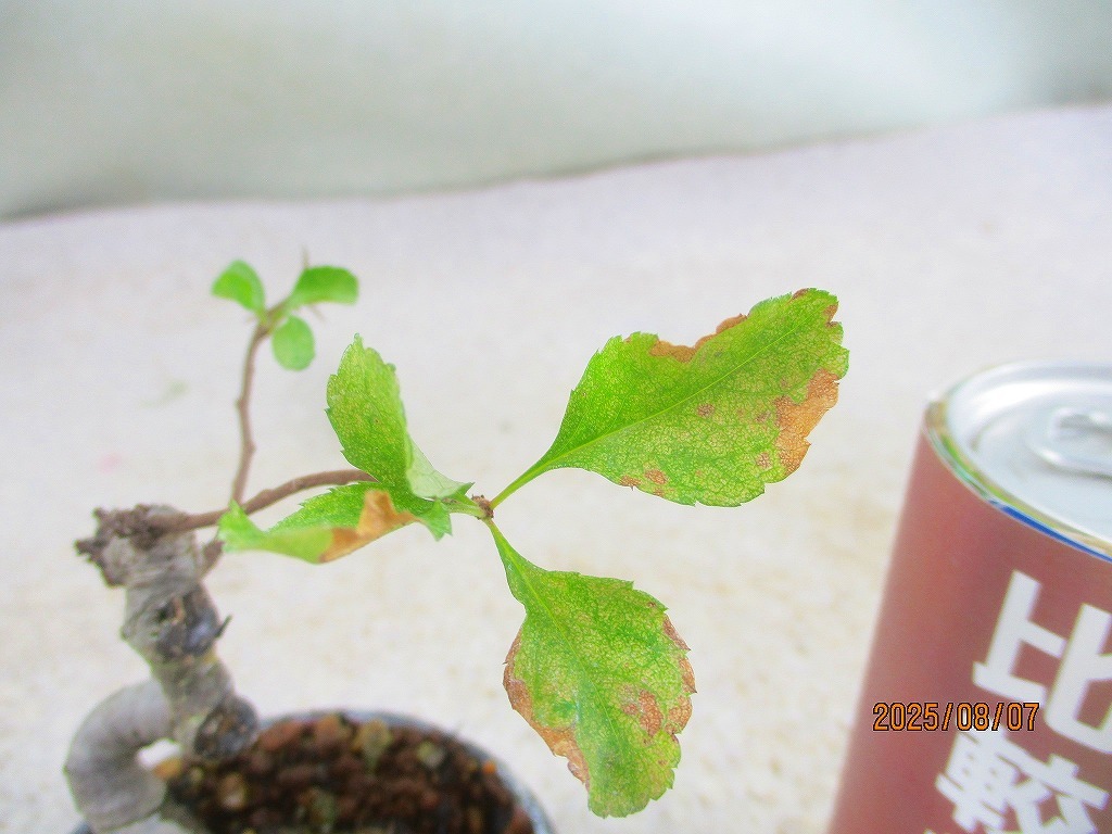 Yahoo!オークション - [緑の市場] ミニ盆栽 長寿梅 赤花(8287丸鉢)全高...