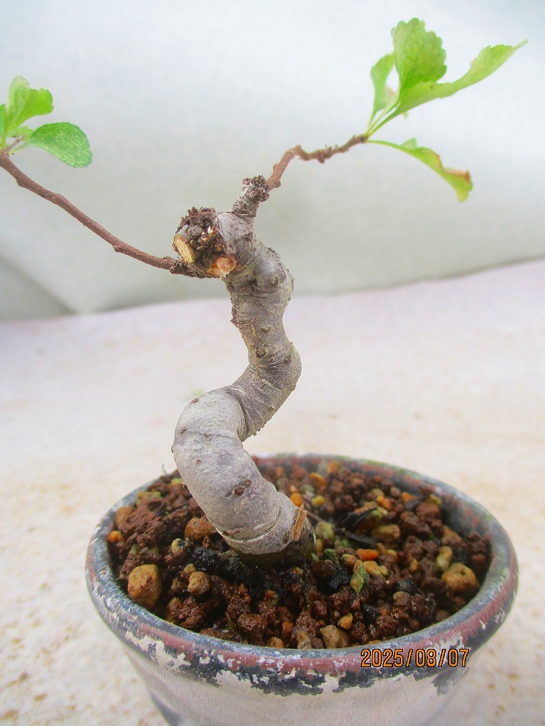 Yahoo!オークション - [緑の市場] ミニ盆栽 長寿梅 赤花(8287丸鉢)全高...