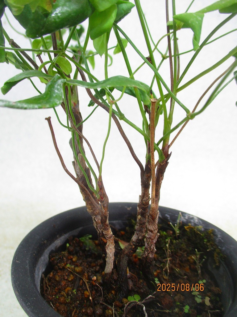 Yahoo!オークション - [緑の市場]雲竜南天(8167黒丸プラ鉢)全高 35㎝