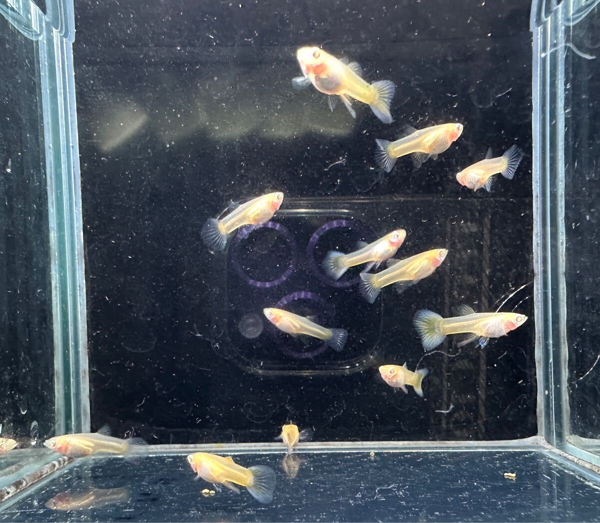 Yahoo!オークション - RREAモスコーピンク ♂5♀7