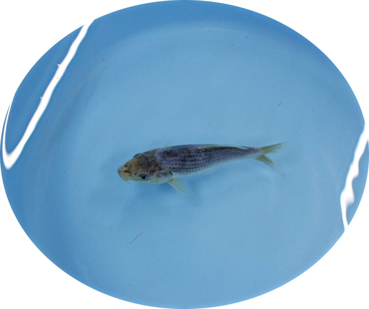 Yahoo!オークション - 【KHF】 錦鯉 変り鯉 約16Cm 青木養鯉場...