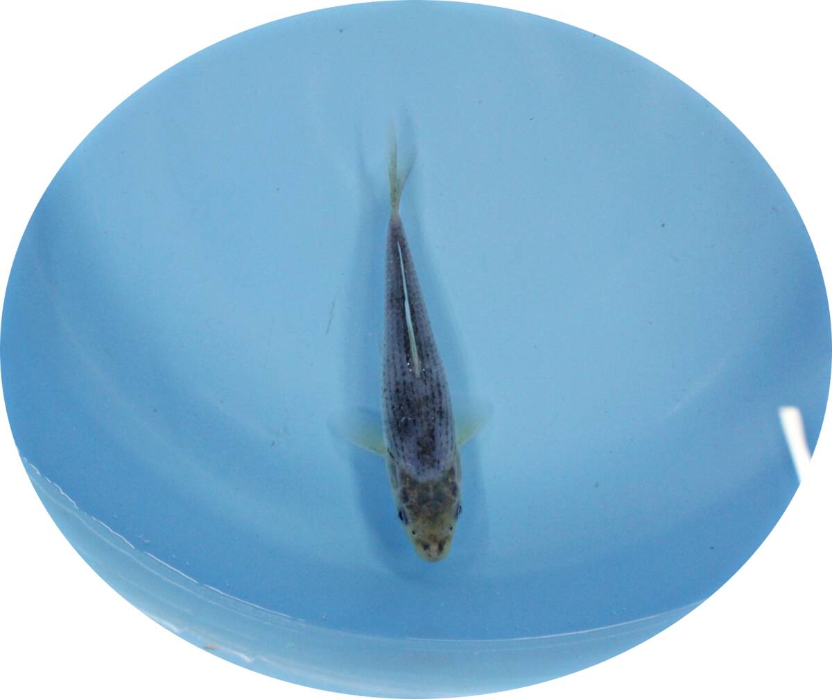 Yahoo!オークション - 【KHF】 錦鯉 変り鯉 約16Cm 青木養鯉場...