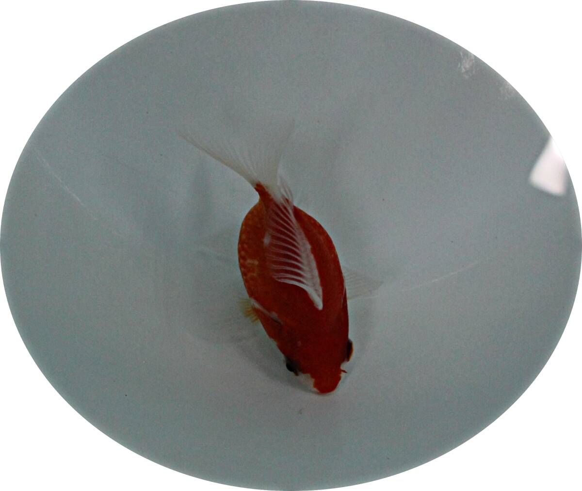 Yahoo!オークション - 【KHF】 金魚 玉サバ 明け二歳魚 約9Cm 青...