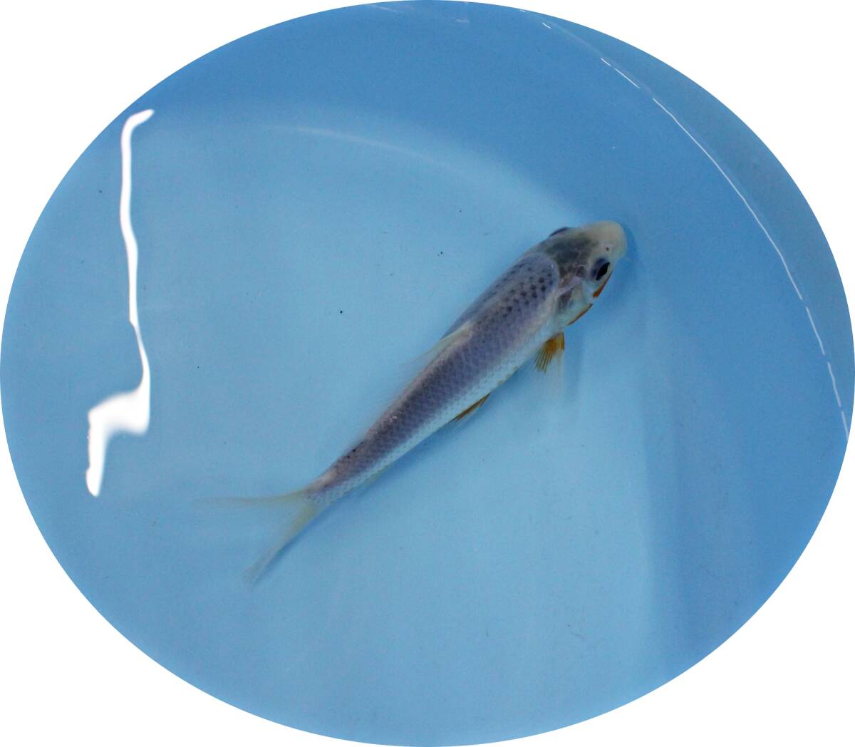 Yahoo!オークション - 【KHF】 錦鯉 浅黄 約18Cm 青木養鯉場産...