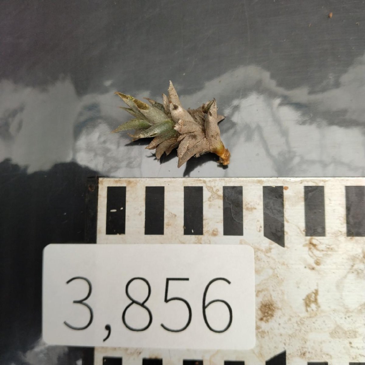 Yahoo!オークション - 3856 「エアプランツ」tillandsia latifolia × ...