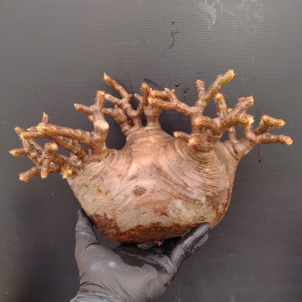 Yahoo!オークション - 5946 「1株購入でフィッシュボーン種子プレゼン...