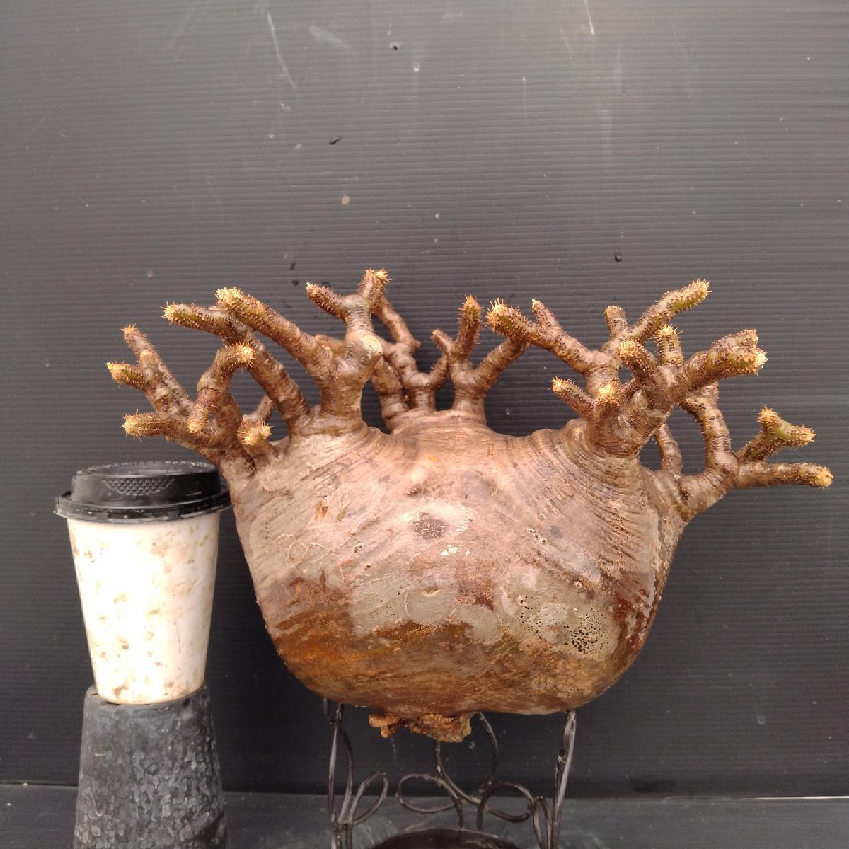 Yahoo!オークション - 5946 「1株購入でフィッシュボーン種子プレゼン...