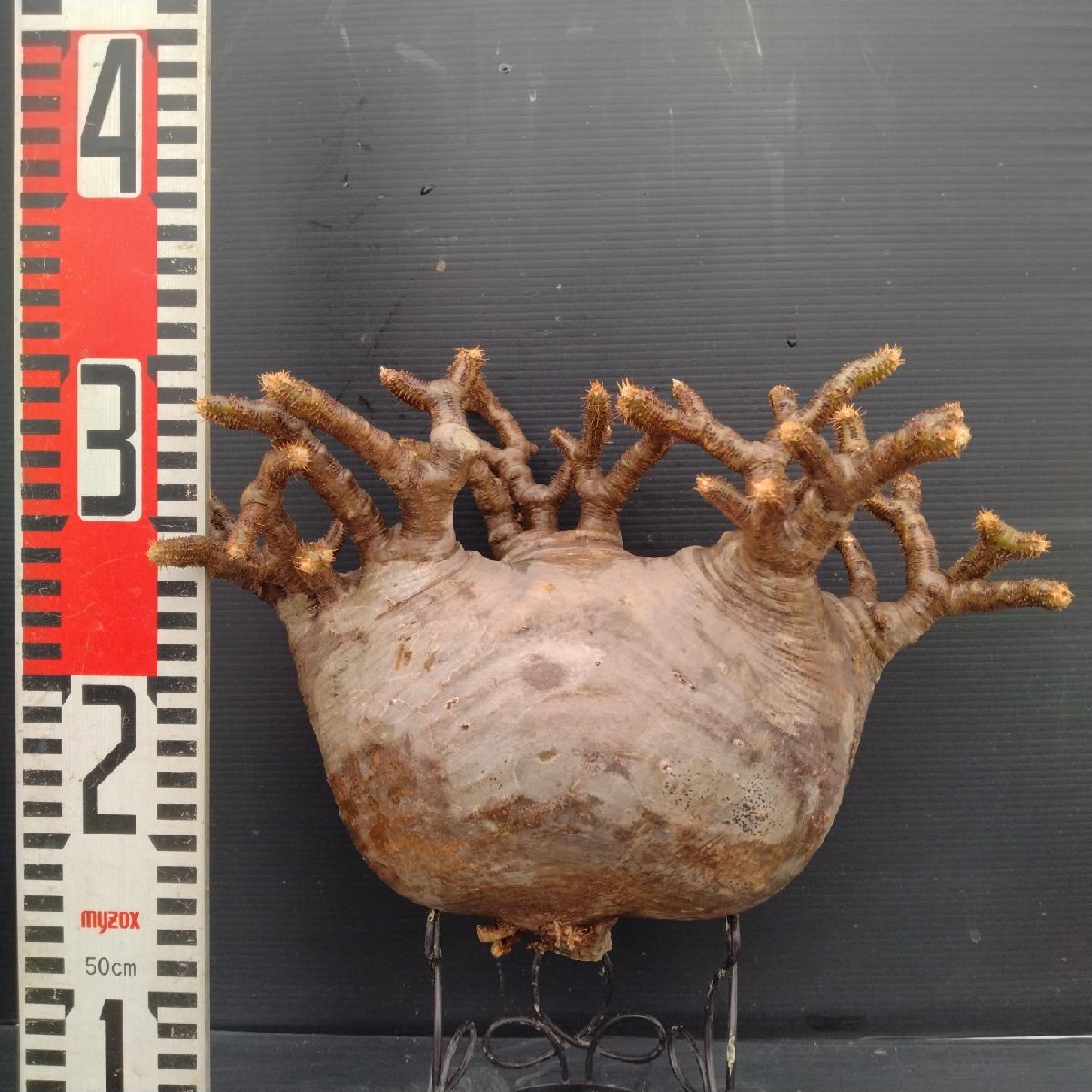 Yahoo!オークション - 5946 「1株購入でフィッシュボーン種子プレゼン...