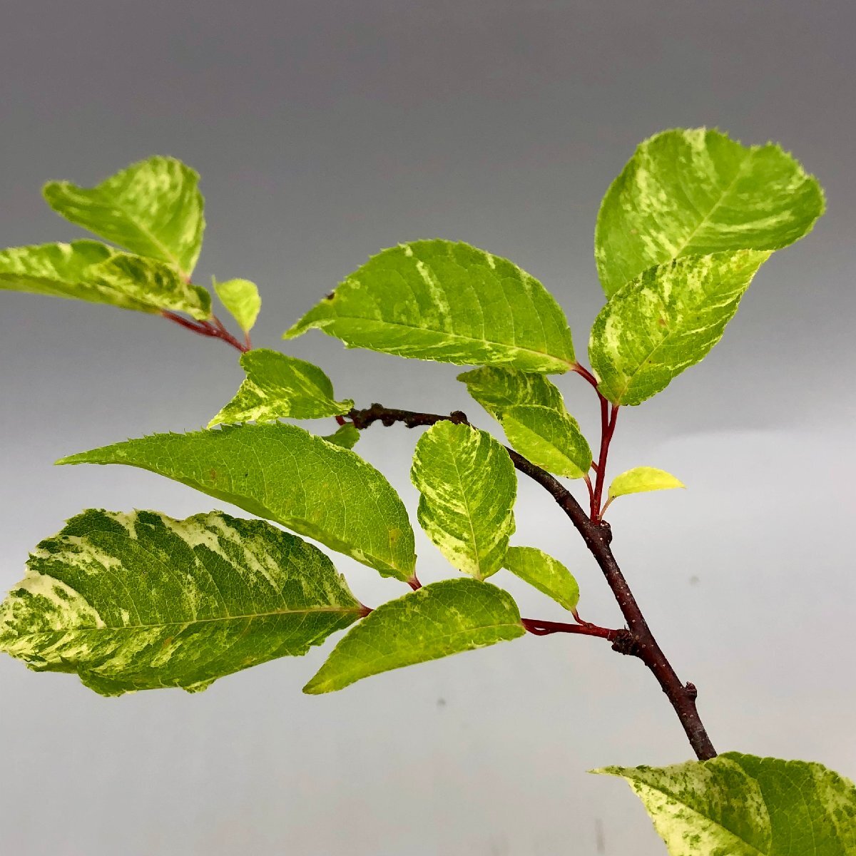 Yahoo!オークション - -G93-ウワミズザクラ【散斑】 080601