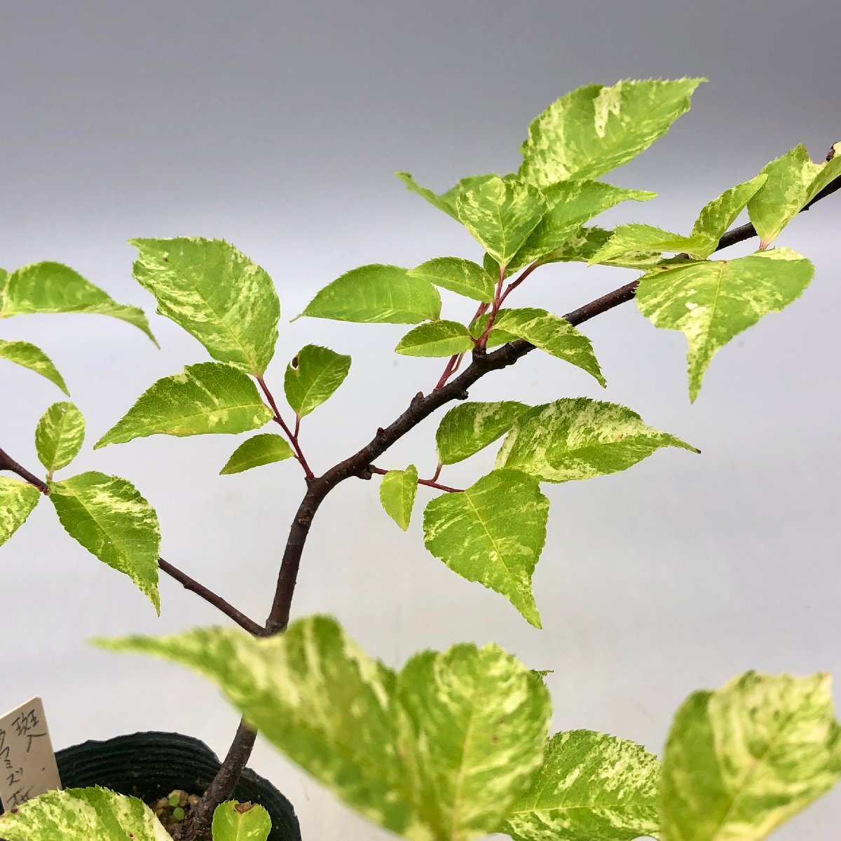 Yahoo!オークション - -G93-ウワミズザクラ【散斑】 080601