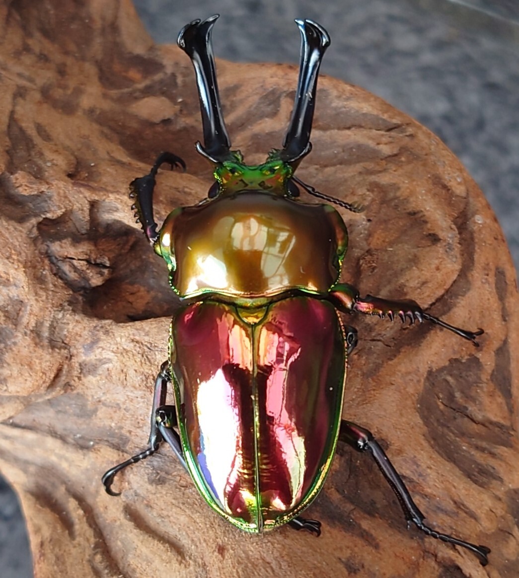 Yahoo!オークション - ニジイロクワガタRTN本家累代ピカール レッド ♂...