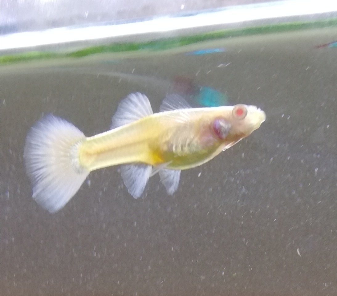 Yahoo!オークション - 【グピグッピー】 国産 RREA ドイツイエロータキ...