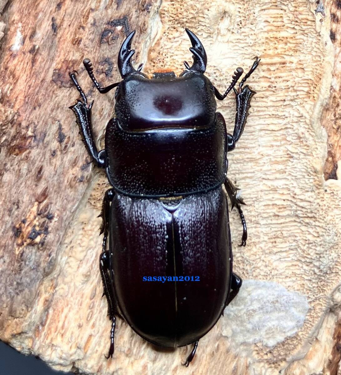 Yahoo!オークション - ブレビスオオクワガタ 2♂1♀トリオWF2