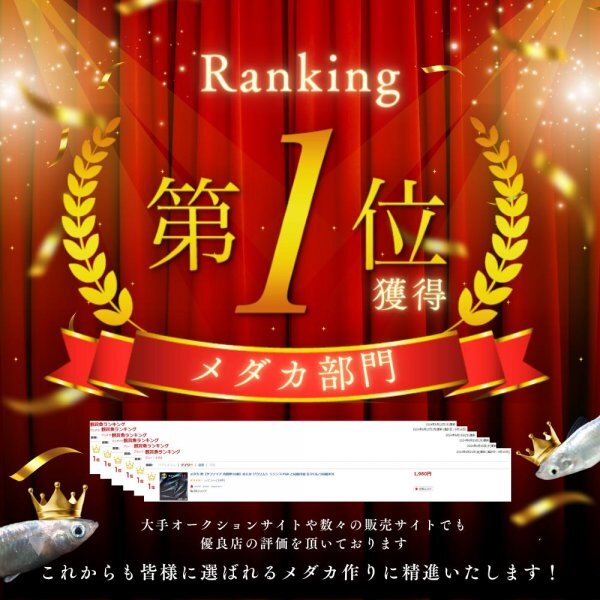 Yahoo!オークション - 【WGA】【20匹】楊貴妃【めだか】楊貴妃メダカ ...