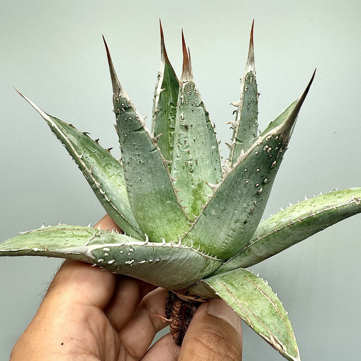 Yahoo!オークション - 【LZY】A142 激レア高級品種 アガベ パープソラ...