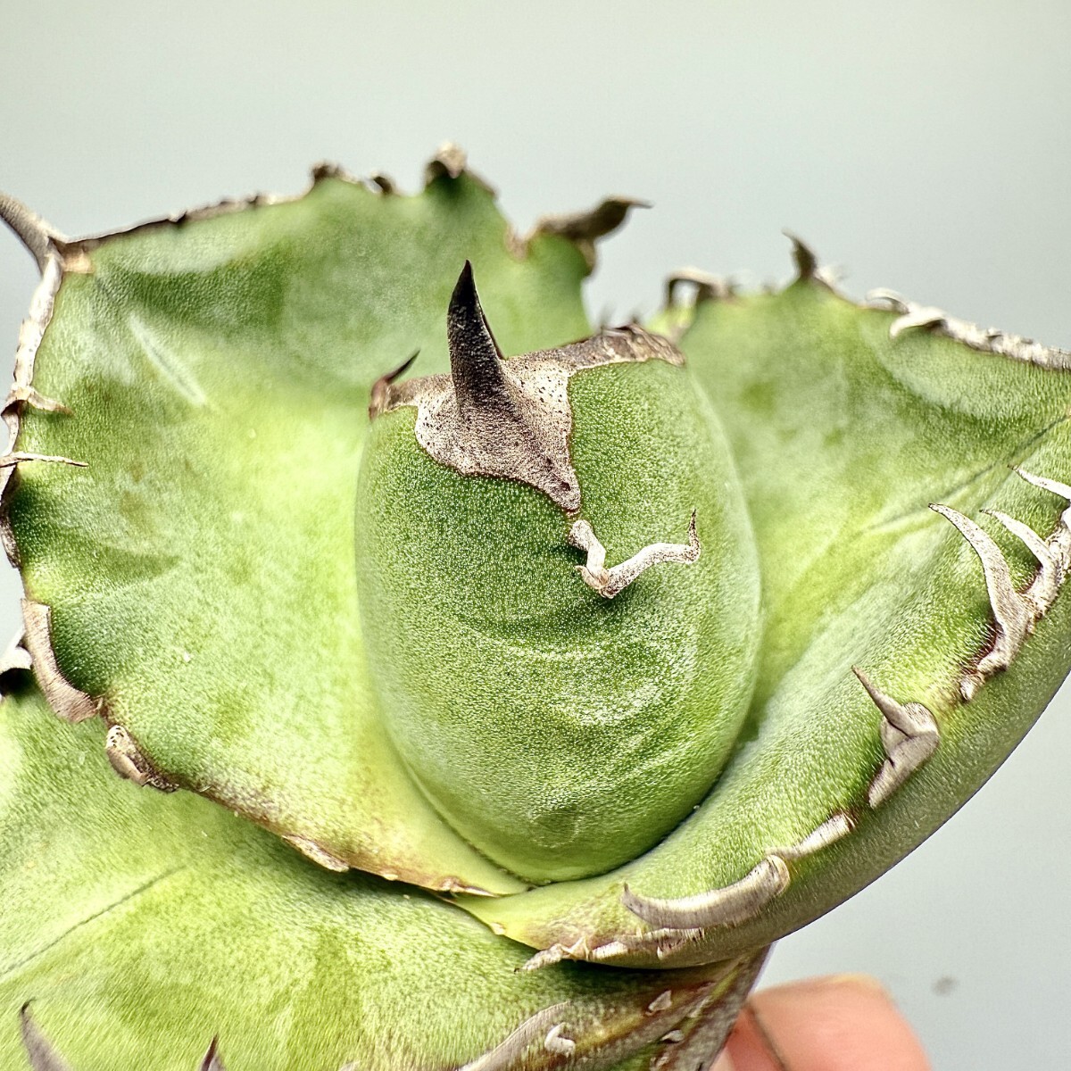 Yahoo!オークション - 【LZY】A163 貴重な希少種 アガベ チタノタ 黒排...