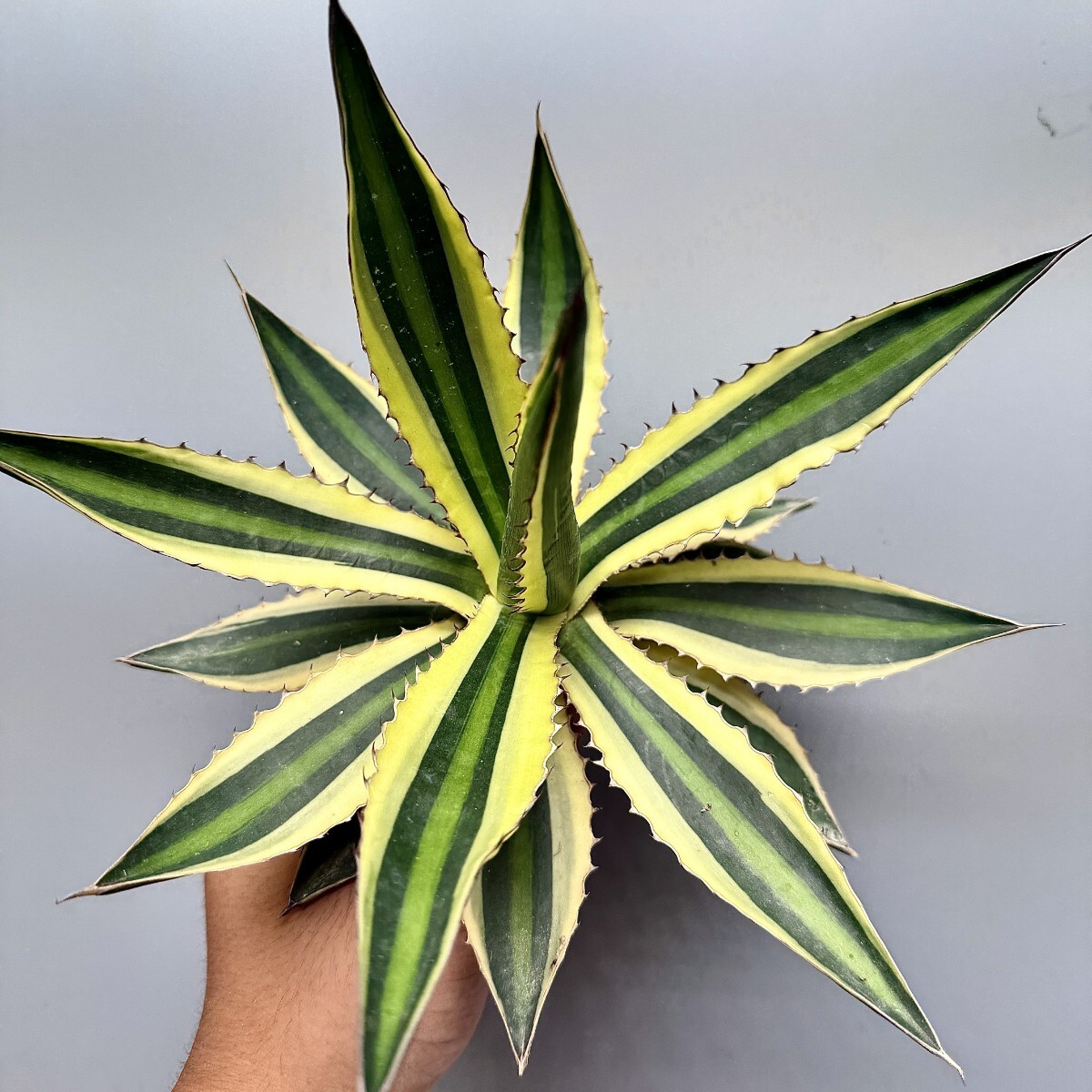 Yahoo!オークション - 【LZY】A191 多肉植物 アガベ 五色万代 超大株