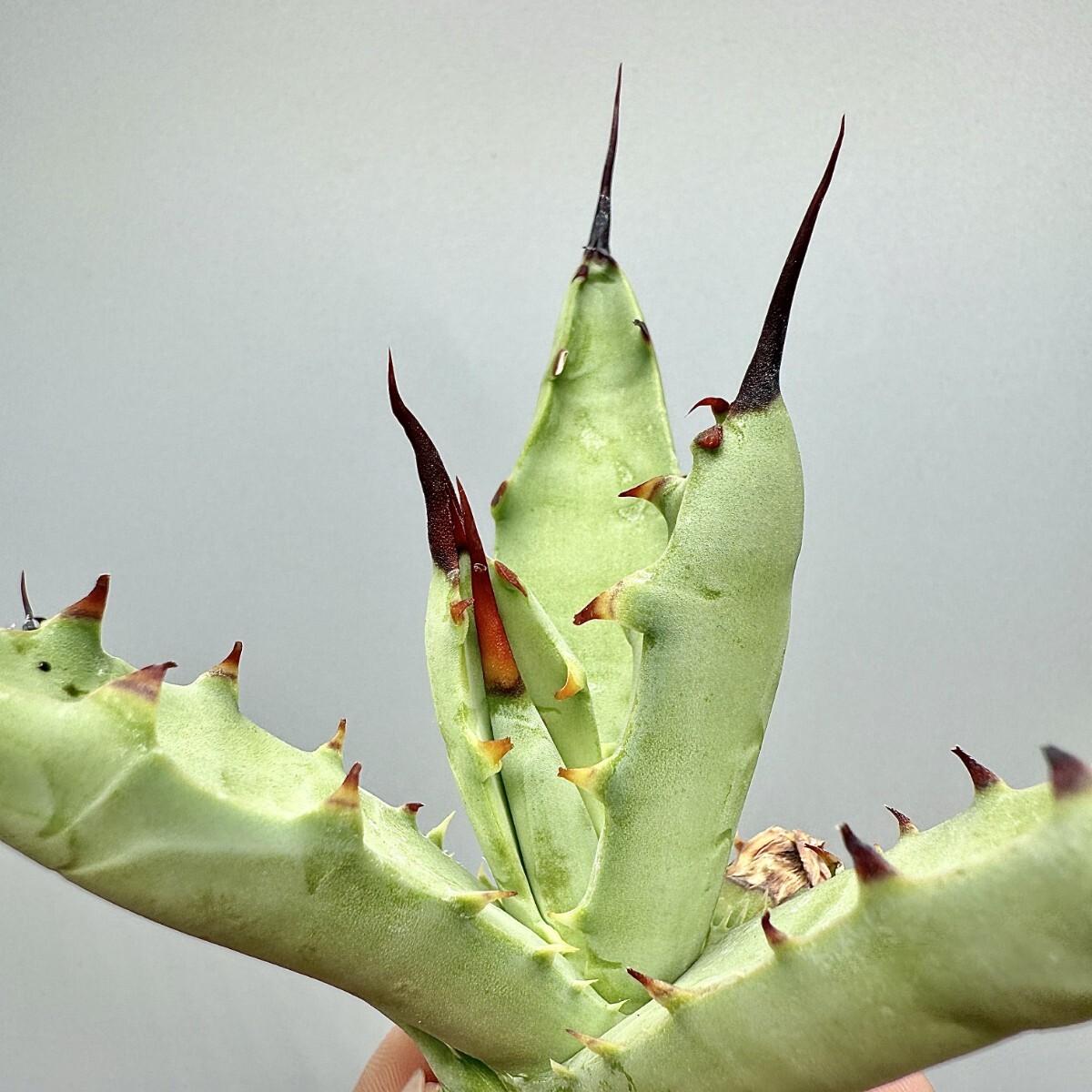 Yahoo!オークション - 【LZY】A175 多肉植物 アガベ マクロアカンサ Ag...