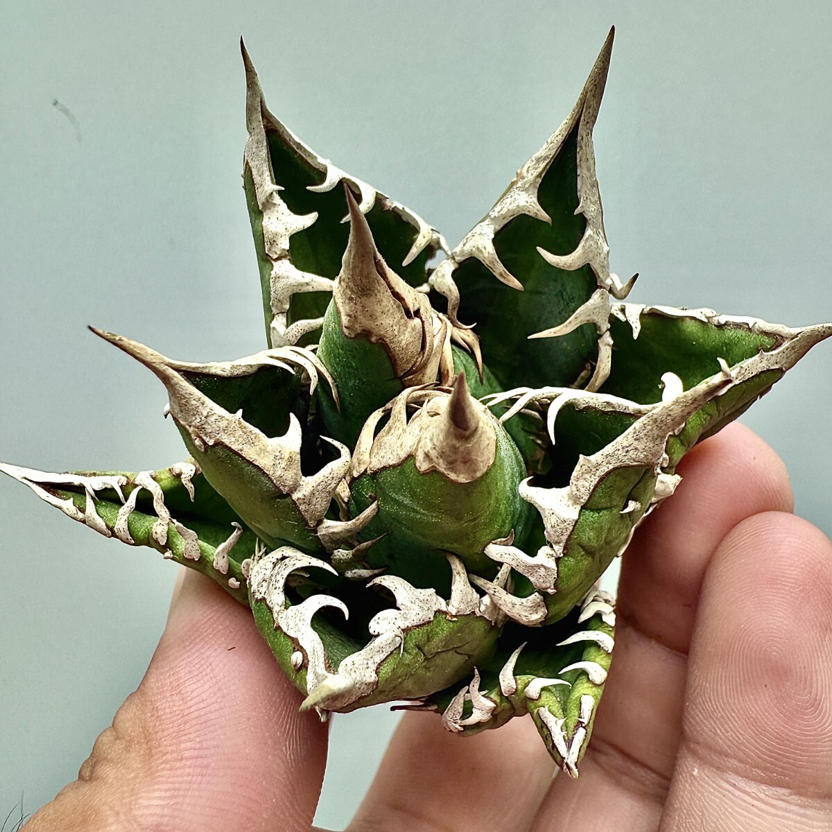 Yahoo!オークション - 【LZY】A323 激レア高級品種 アガベ チタノタ レ...