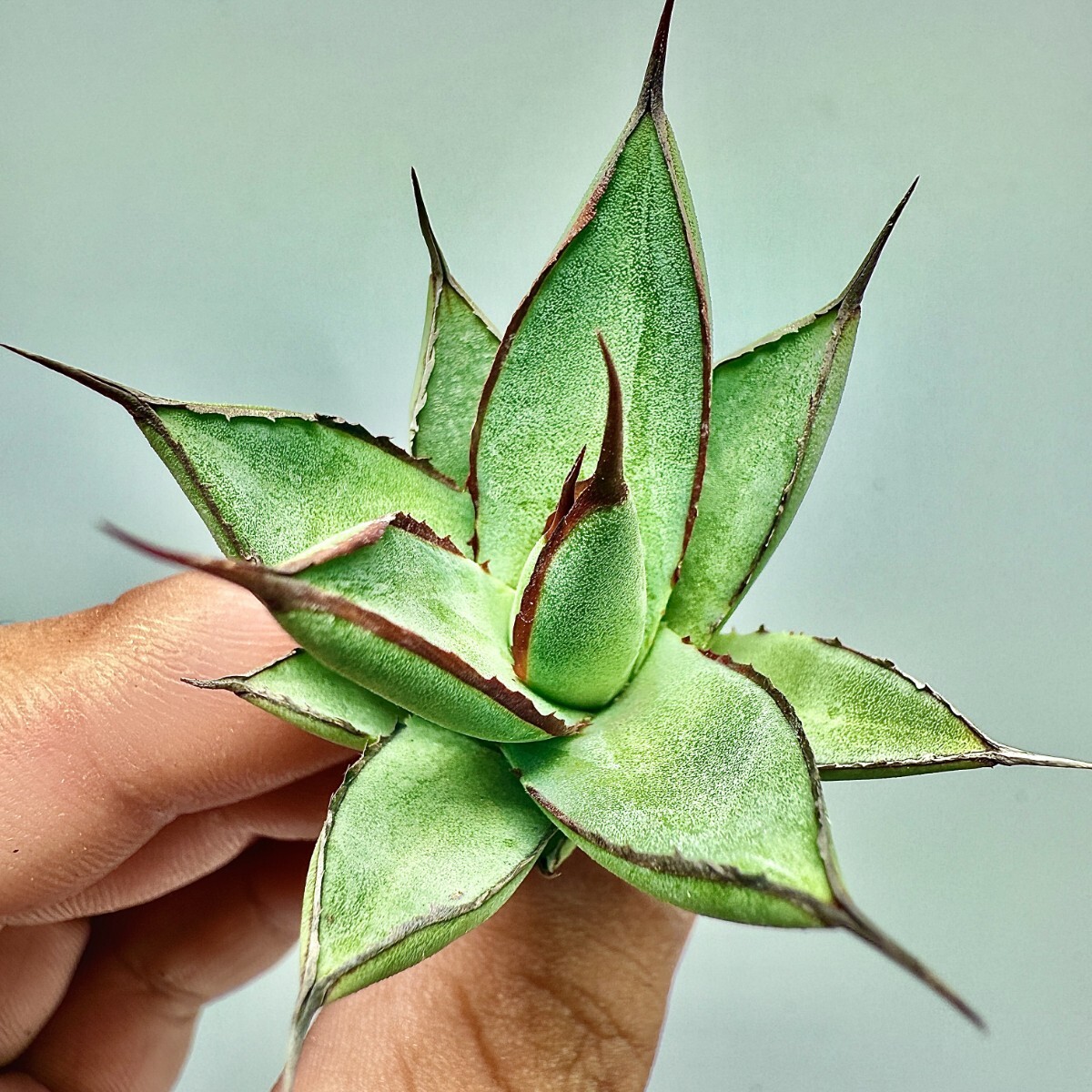 Yahoo!オークション - 【LZY】A368 多肉植物 アガベ 姫青蓮 激レア高級...