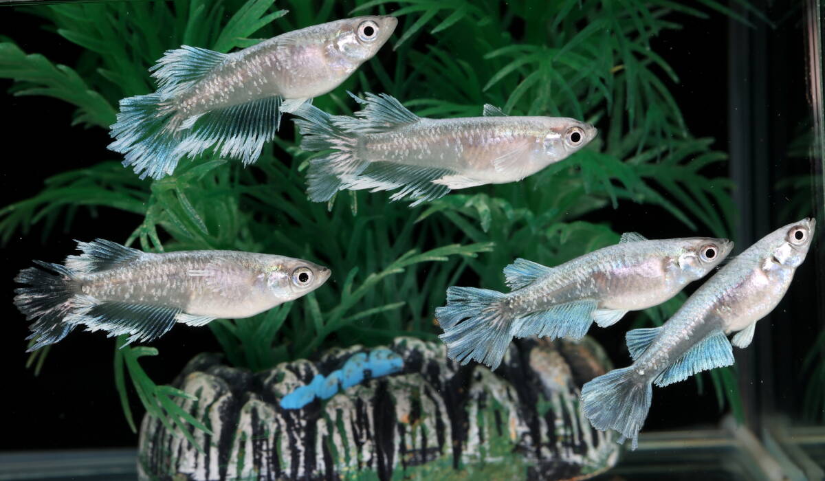 Yahoo!オークション - 【Azuma】 最高グレード グラディオ R7 画像の...