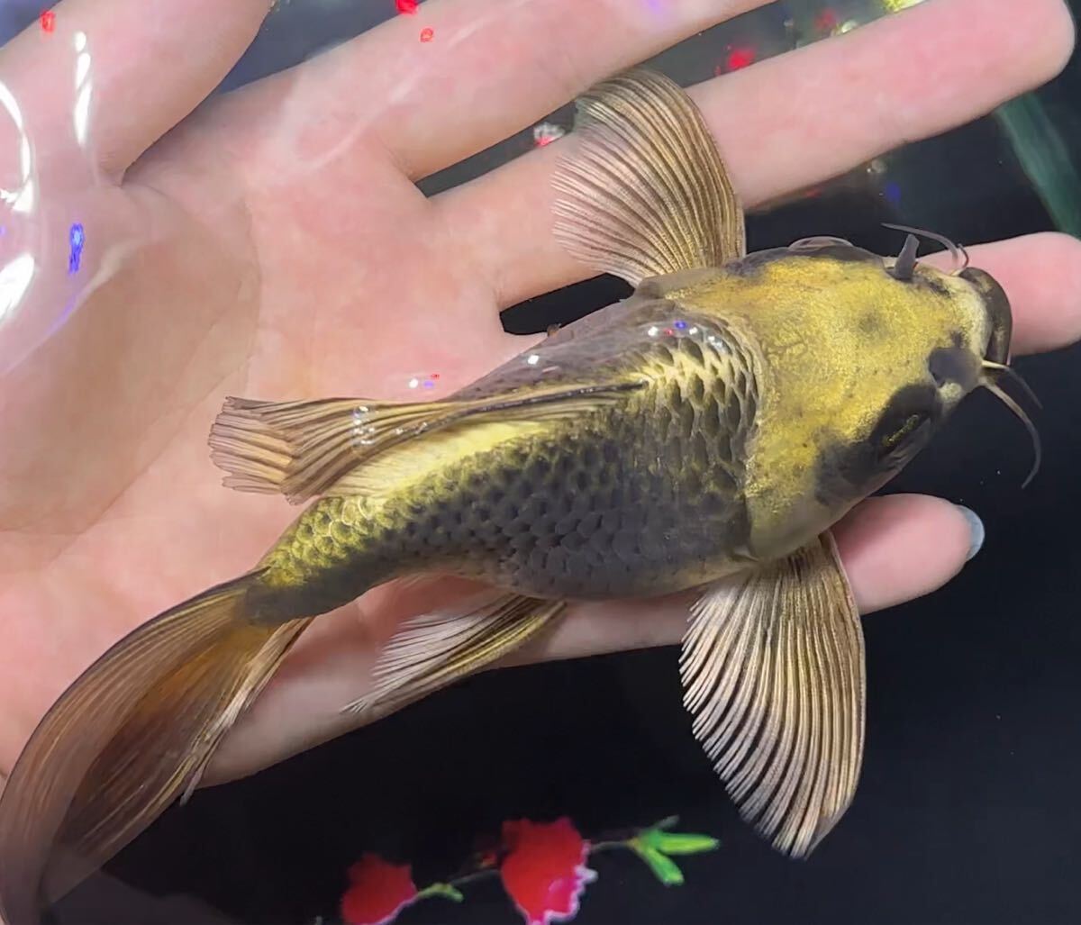 Yahoo!オークション - GPH VIP グレード ドイツ銀松原 ヒレナガ鯉 ウ...