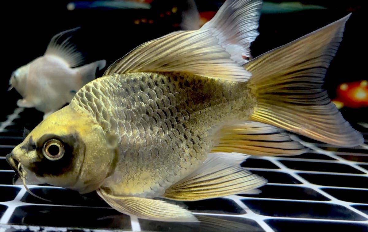 Yahoo!オークション - GPH VIP グレード ドイツ銀松原 ヒレナガ鯉 ウ...