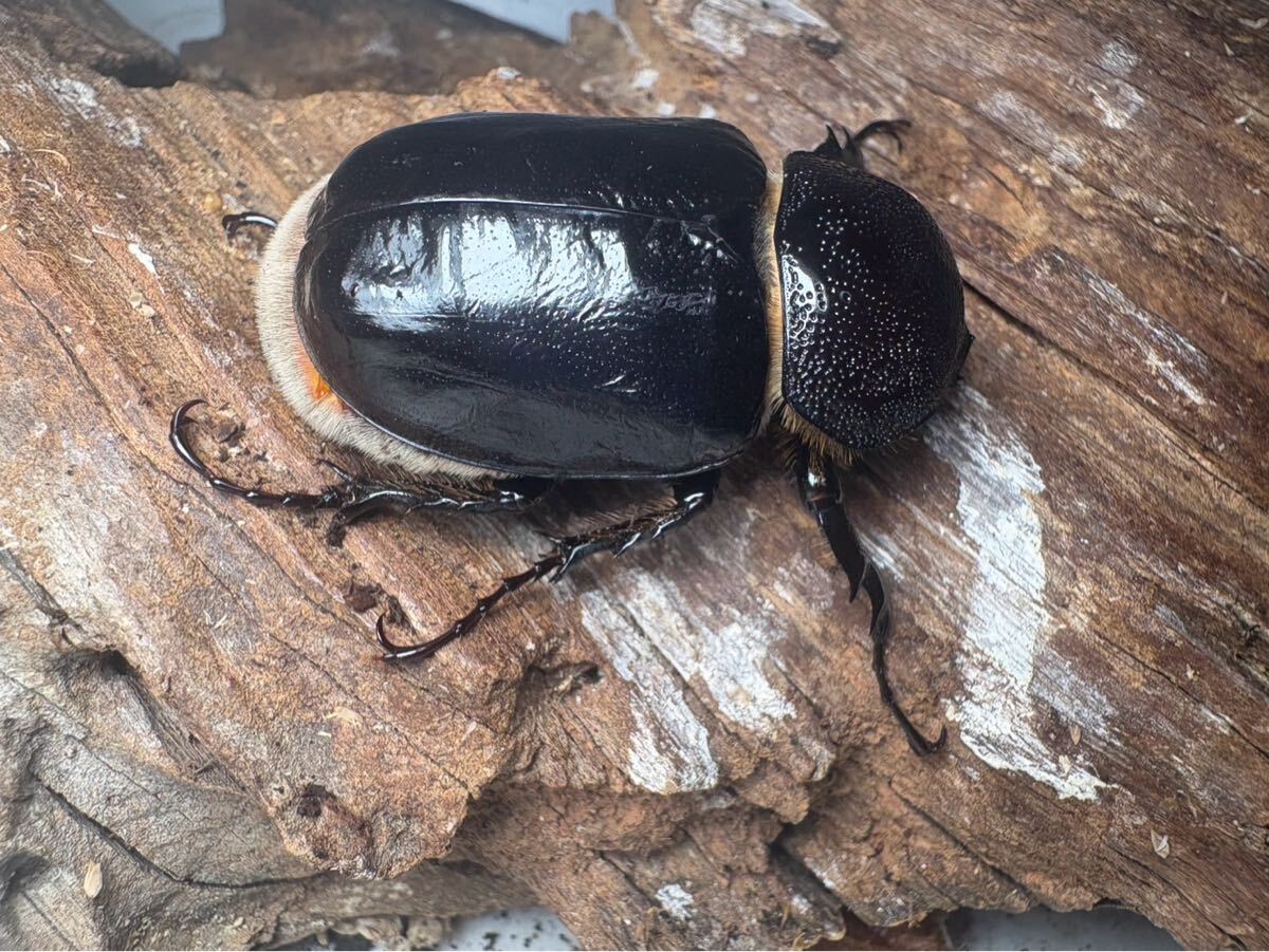 Yahoo!オークション - パチェコヒメゾウカブトCBF1 ♂♀♀